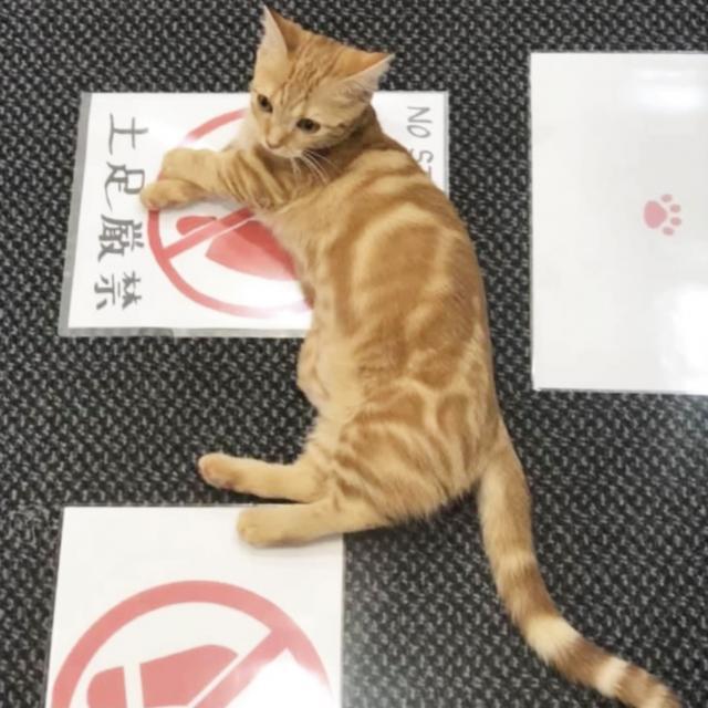 フォトギャラリー ｜横浜市中区 タイ古式マッサージ New Piyada ニューピヤダの紹介｜横浜リラクnavi